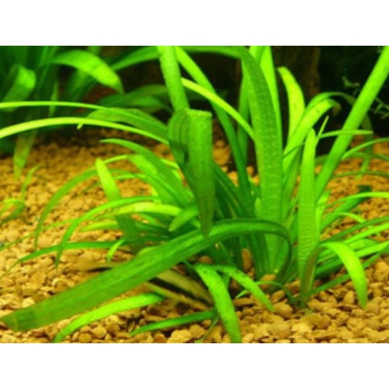 N&T - CO2-free aquatic spoon grass (10 stems full of water leaves ...