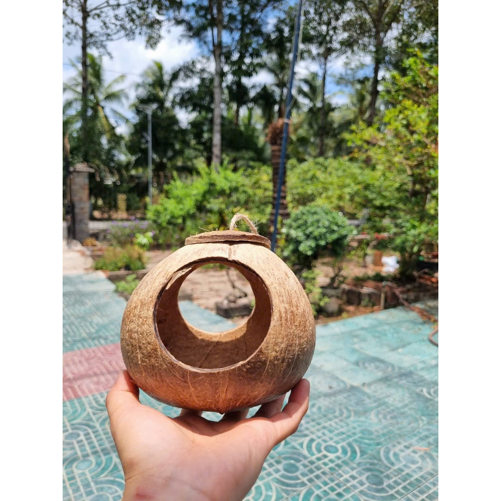Coconut shell bird's nest with 2 mouths, with hanging rope. Free ...