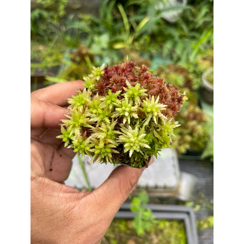 Green and red growing pot 5x5cm | Shopee Philippines