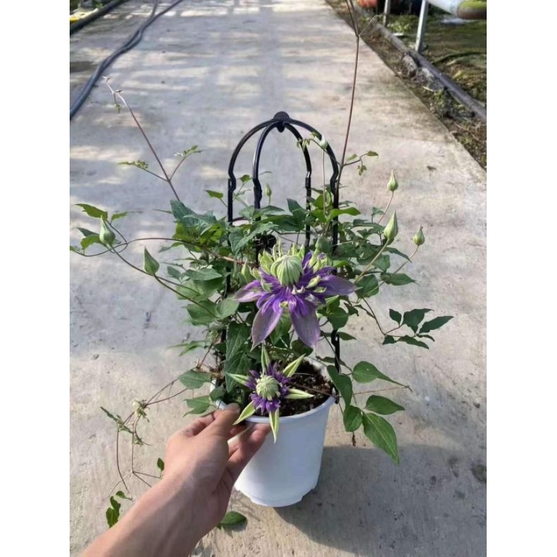 Old man flower pot - old man flower (real photo) | Shopee Philippines