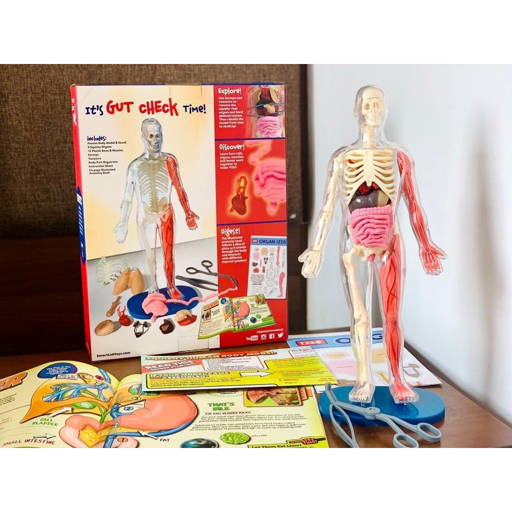 Squishy Human Body SmartLab Toys Anatomical Model | Shopee Philippines