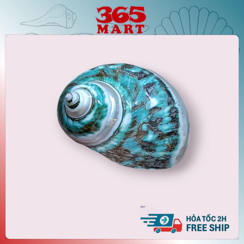 Giant polished conch shell - Beautiful collectible snail shell | Shopee ...