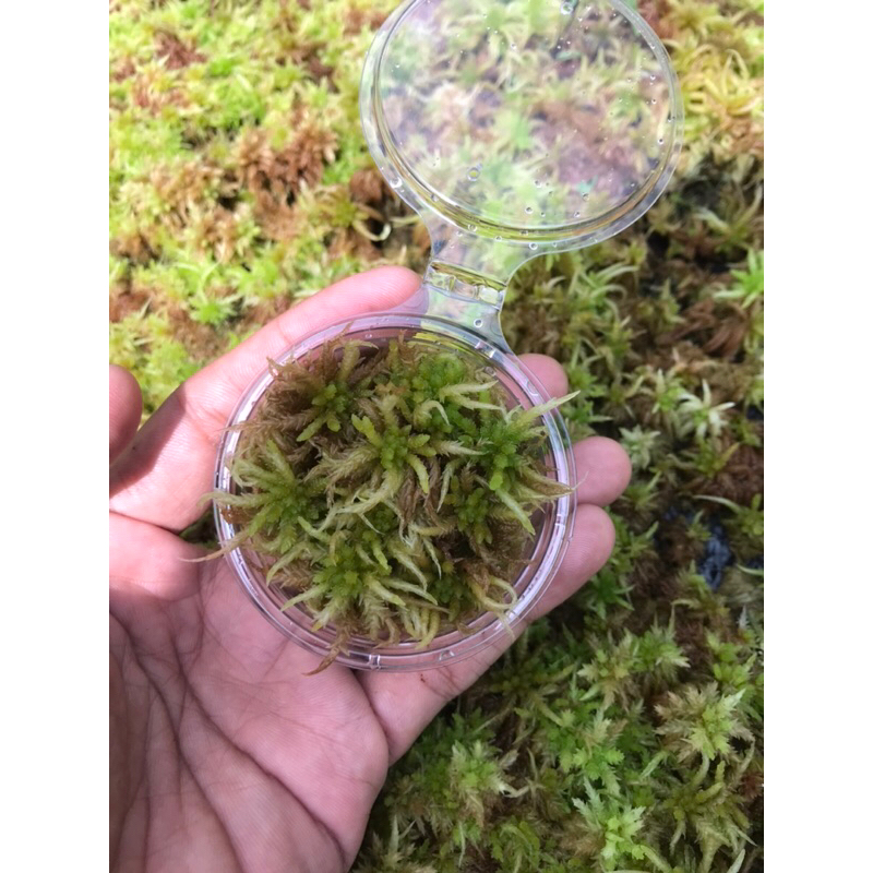 Large sphagnum box 6x6 | Shopee Philippines