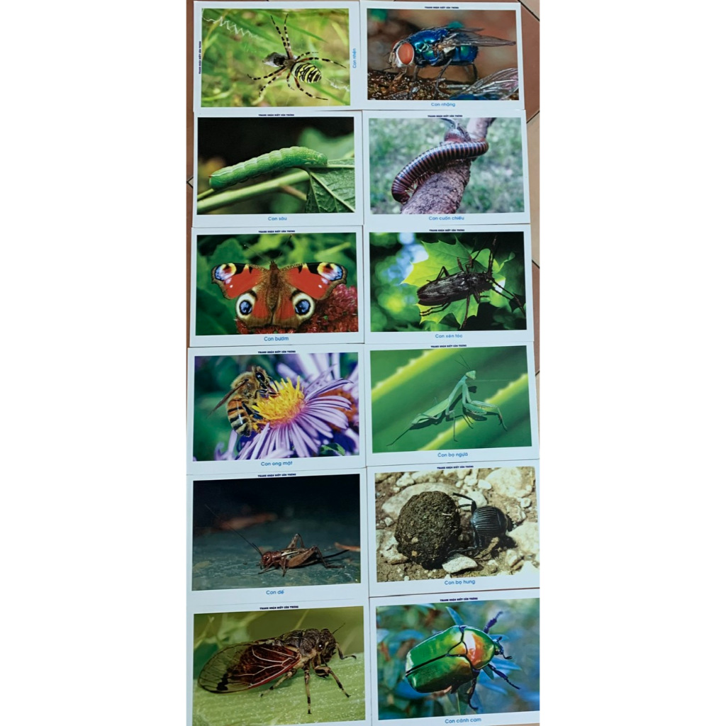 A4 size painting set with the theme of Insects. | Shopee Philippines