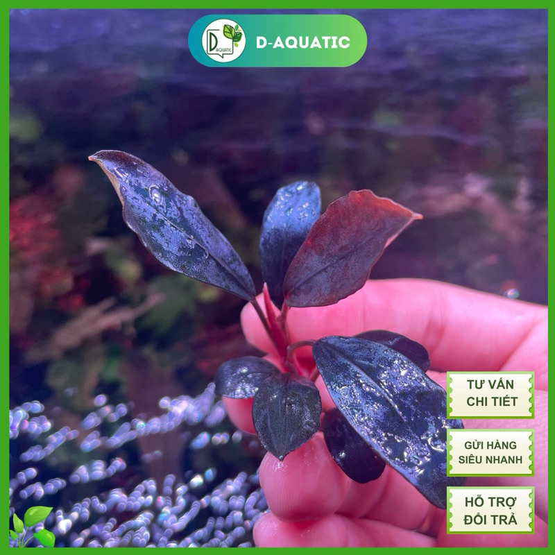 Bucep Super Blue full of water leaves - Super beautiful plant with ...