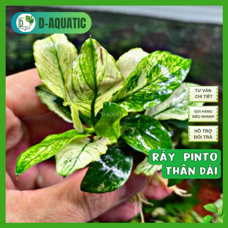 Pinto aquatic plant - anubias pinto with big stems and strong roots ...