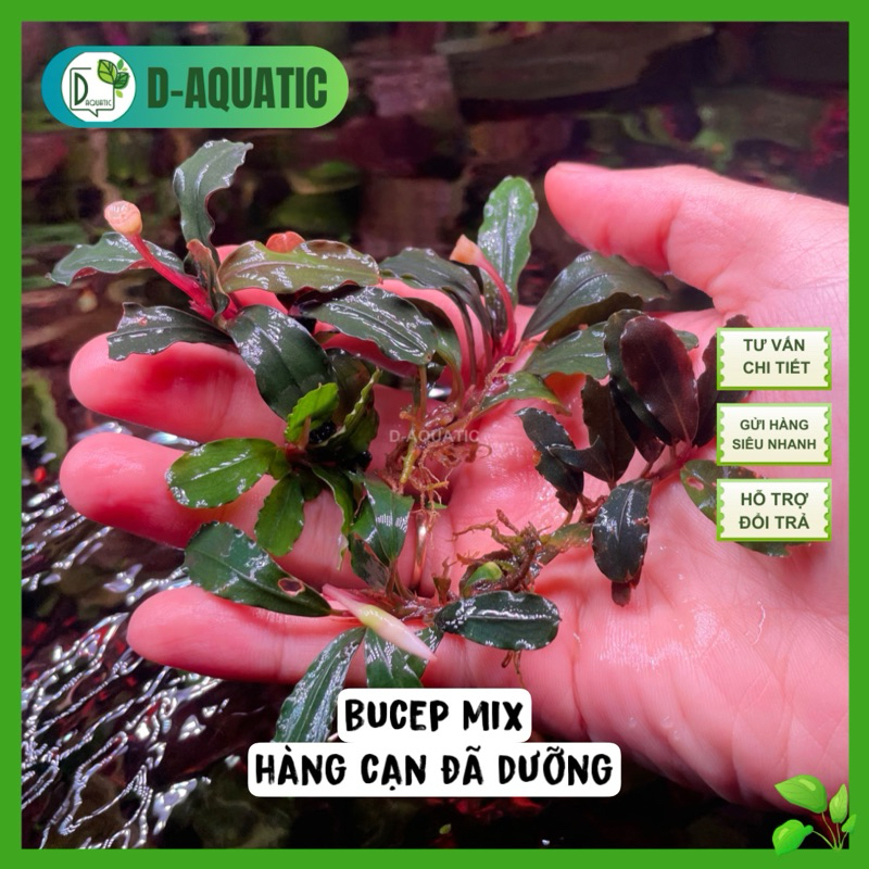 Shallow Bucep Brownie mix, boyan, hlena ground shallow goods, glued ...