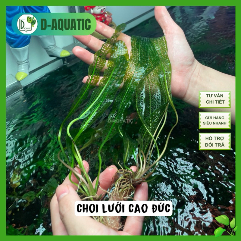 Blisters - Newly arrived aquatic plants D-aquatic | Shopee Philippines