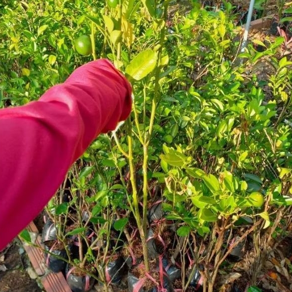 Kumquat tree, almond tree, super fruit wheel tree produces large fruit ...