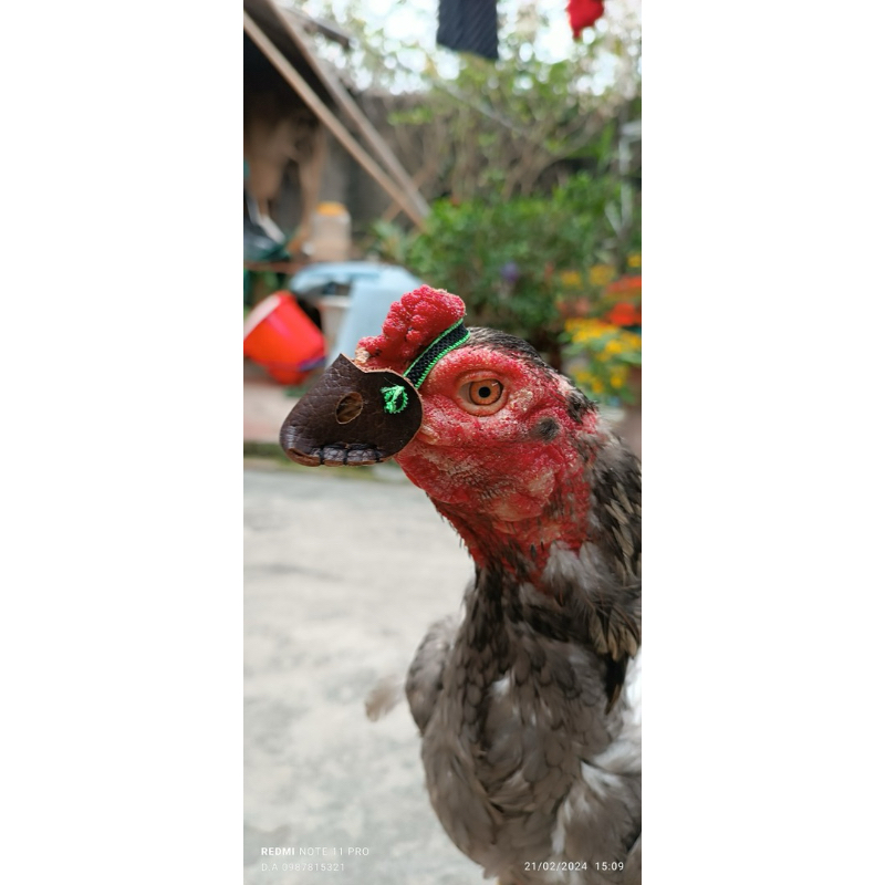 2 pairs of VIP beak covers for fighting chickens | Shopee Philippines