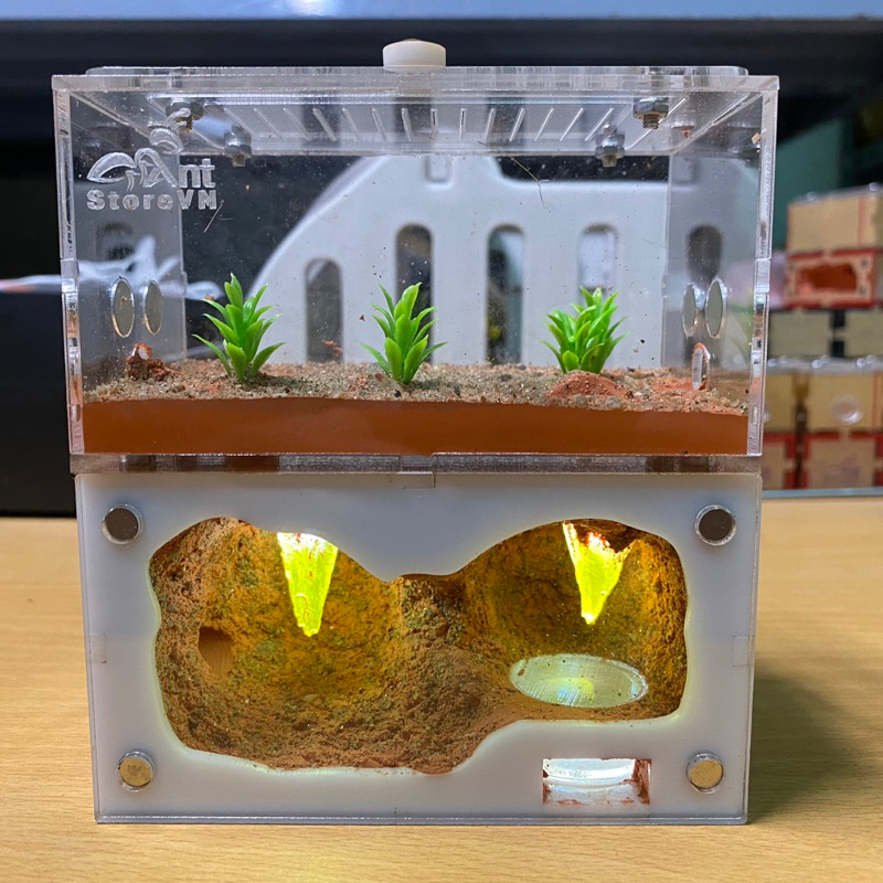 Tank Ant Nest Ant Farming Ant Plaster Lamp Amethyst Tu Kien | Shopee ...