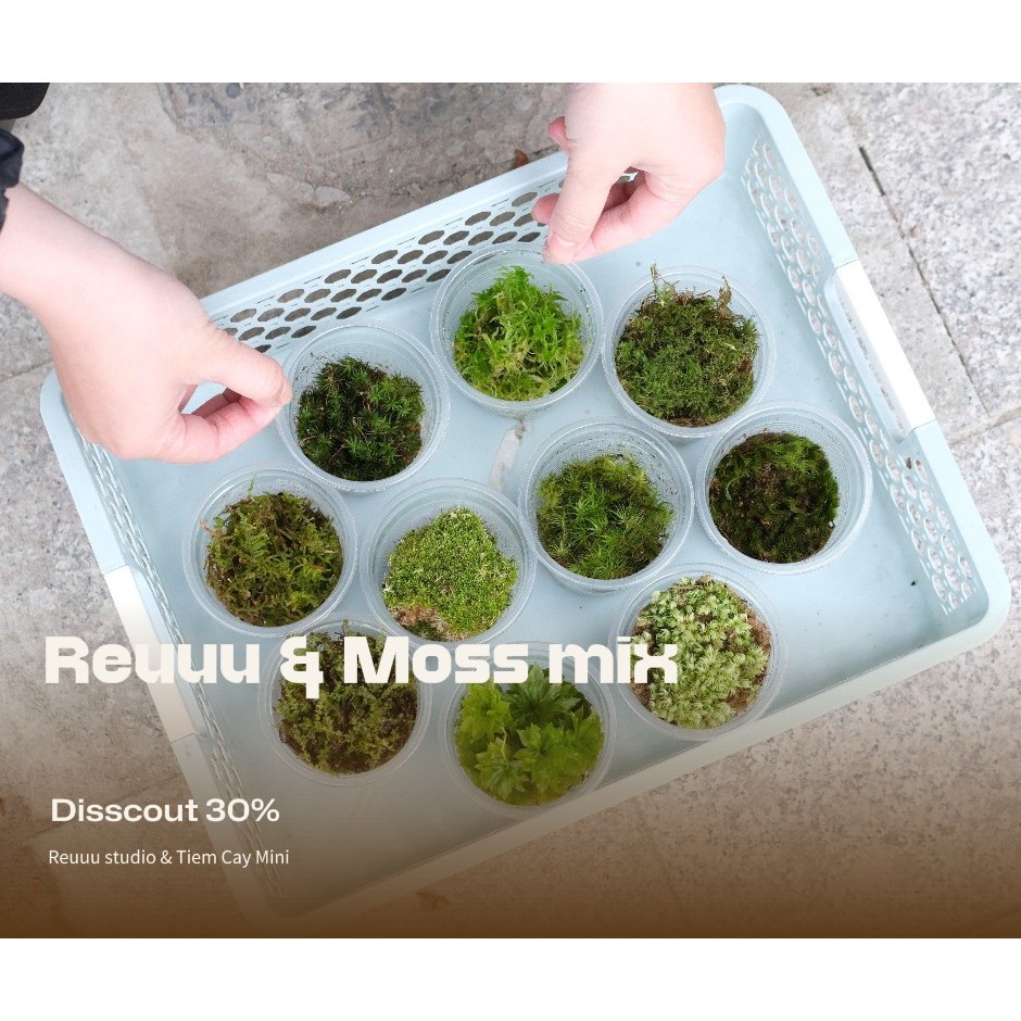 Moss mixed with 10 types and 6 types of moss for terrariums, semi ...