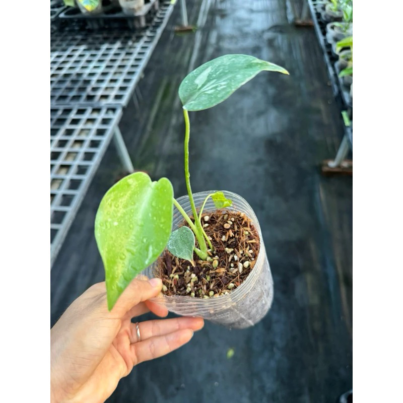 Monstera Deliciosa Thai constellation soft pot (Thaicons betel leaf ...