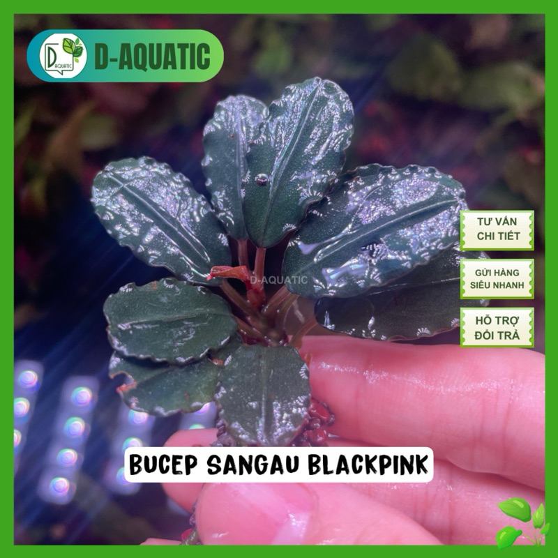 Bucep Sangau Blackpink with extremely impressive color quality must ...