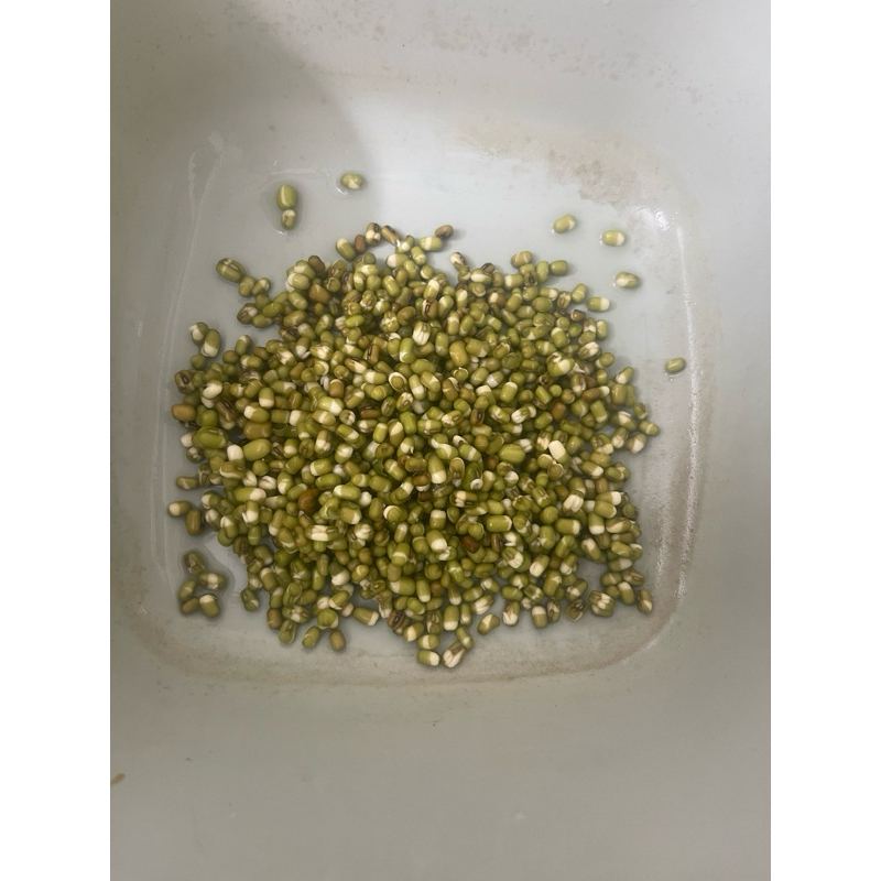 Green beans make bean sprouts, germinate 100%, make your own clean bean ...