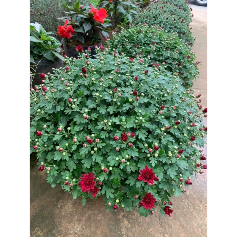 Raspberry chrysanthemum - large size raspberry chrysanthemum, Korean ...