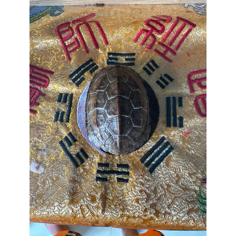 Turtle shell feng shui, luck, I Ching hexagram | Shopee Philippines