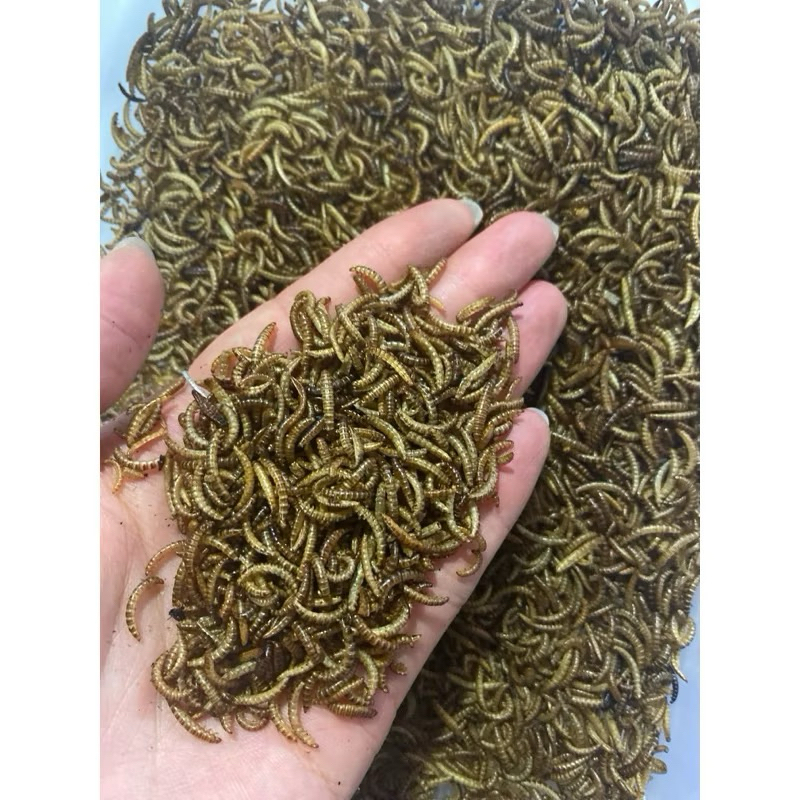 Dried Rice Worms - Bird food (500g) | Shopee Philippines
