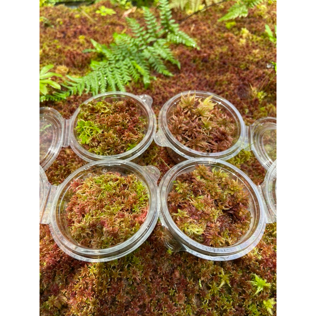 Combo of 4 types of red moss | Shopee Philippines
