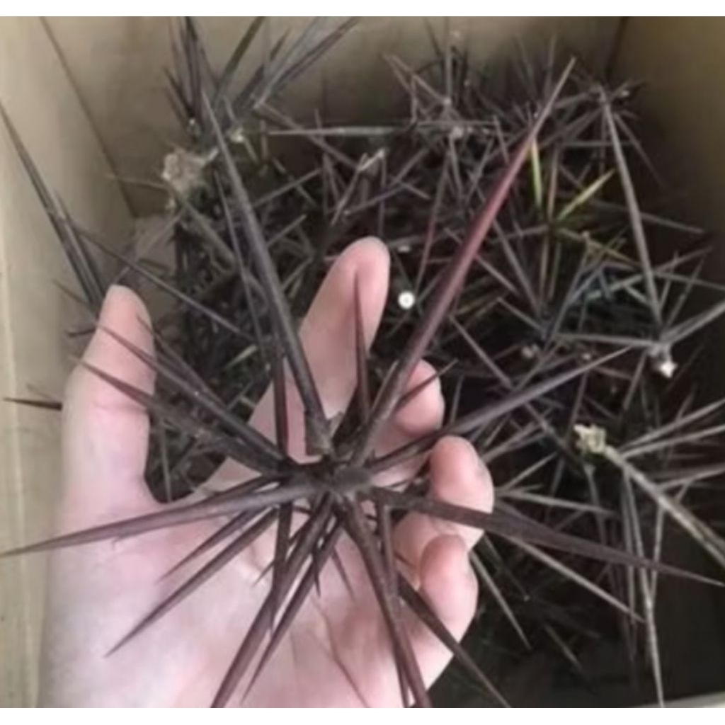 Lotus thorns (cluster thorns, feng shui thorns) | Shopee Philippines
