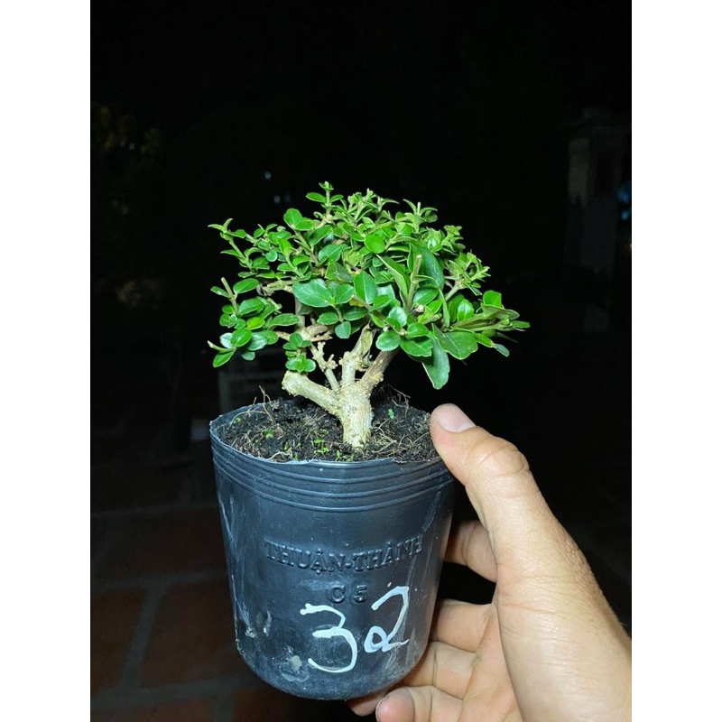 Mini spruce tree from 10cm to 15cm tall can live in a lack of sunlight ...