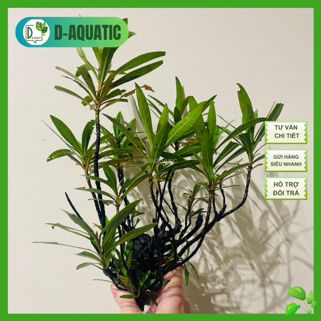 Mi Nuong Plant - homonoia riparia semi-terrain aquatic plant, super ...