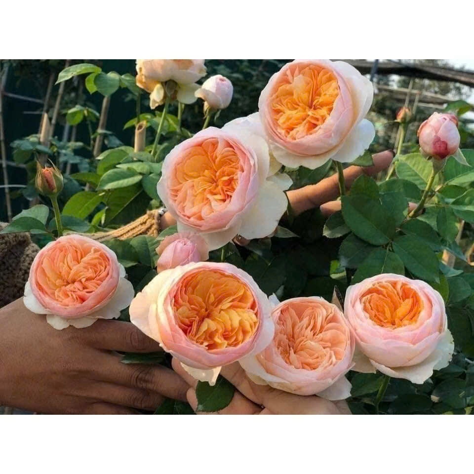Combo of 5 ORIGINAL Juliet ROSE varieties of million dollars - bare ...
