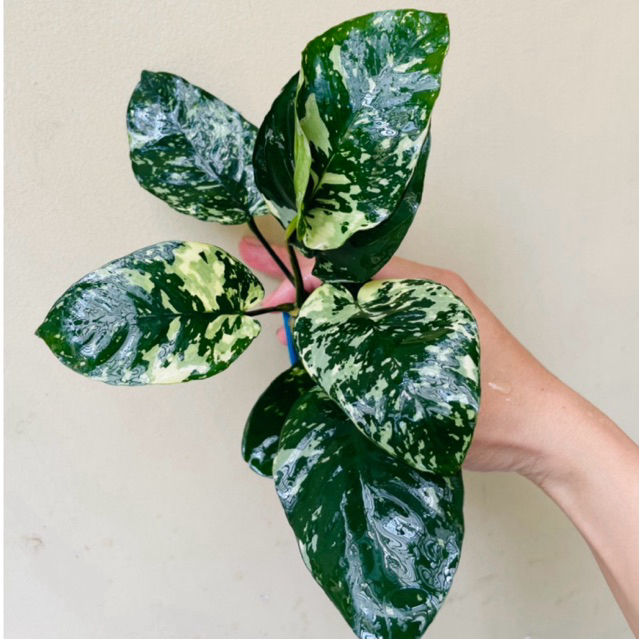 Var King - Super beautiful Varking - anubias Varking for large tanks ...
