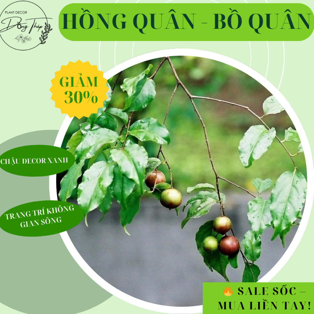 Hong Quan Decorative Pot (Bo Quan / Plum Quan) – Tropical Garden ...