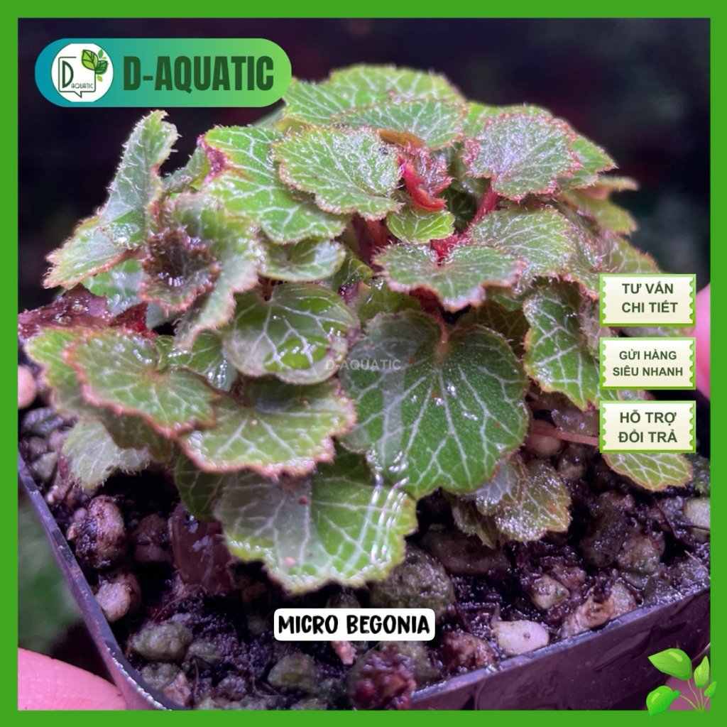 Micro Begonia - Semi-terrestrial plants, terrariums, paludariums, super ...