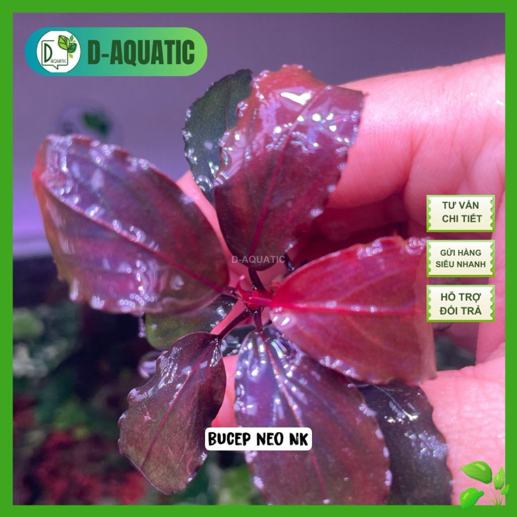 Bucephalandra Neo NK - Super rare and colorful bucep line. Premium ...