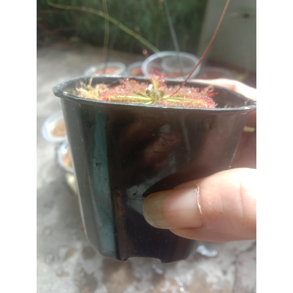 Drosera capillaris plastic pot "Emerald's Envy" | Shopee Philippines