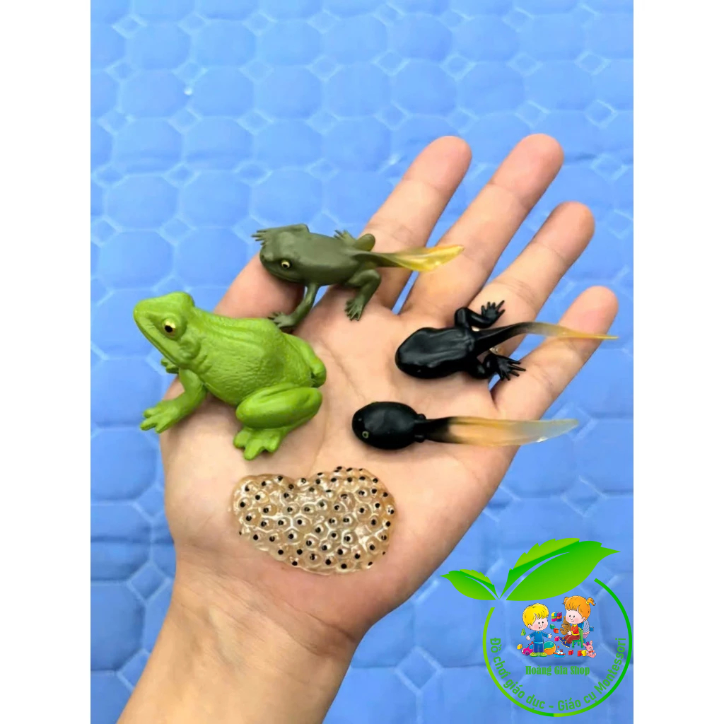 Frog Life Cycle Model - Frog Life Cycle | Shopee Philippines
